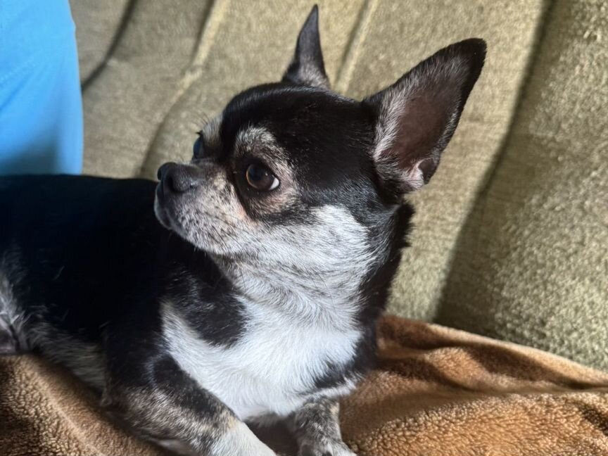 Кабель для вязки Чихуахуа