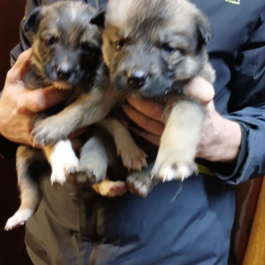 Отдам в добрые руки щенят от сторожевой собаки