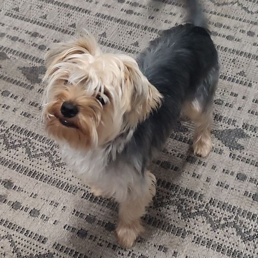 Йоркширский терьер, щенок