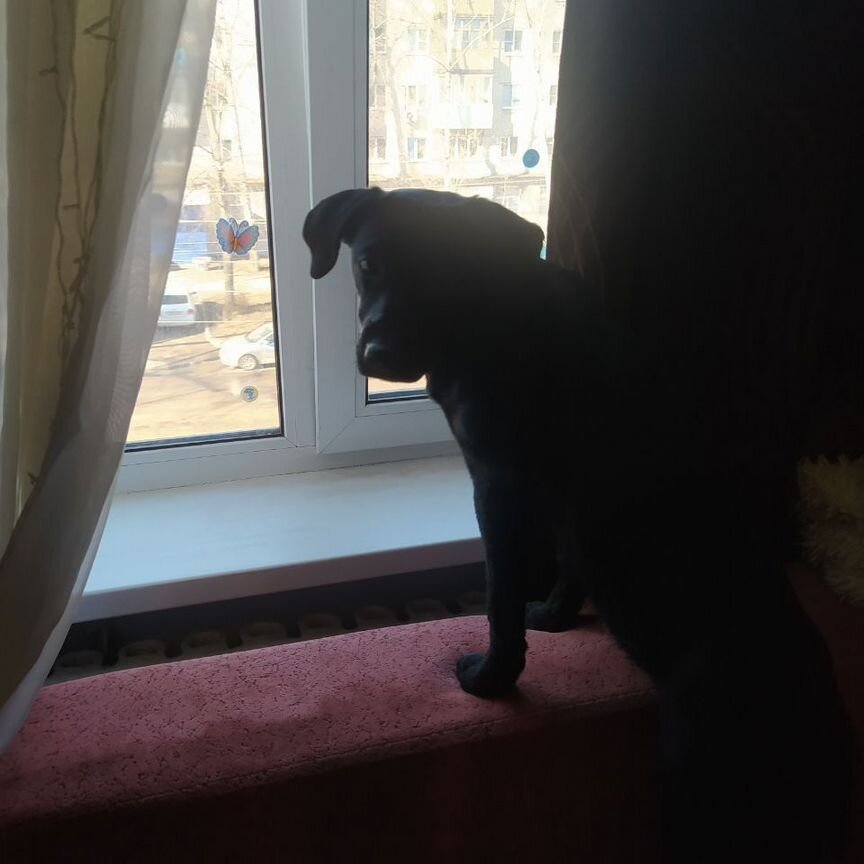 Лабрадор