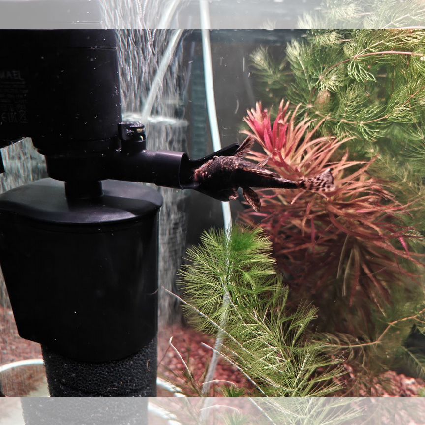 Сом анцитрус