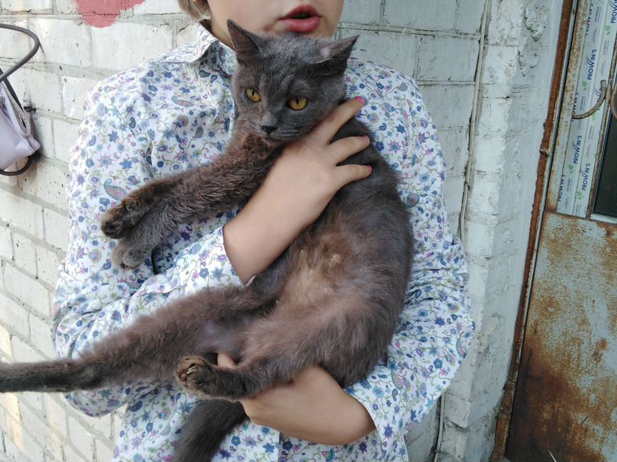 Котёнок есть порода но не знаю какая