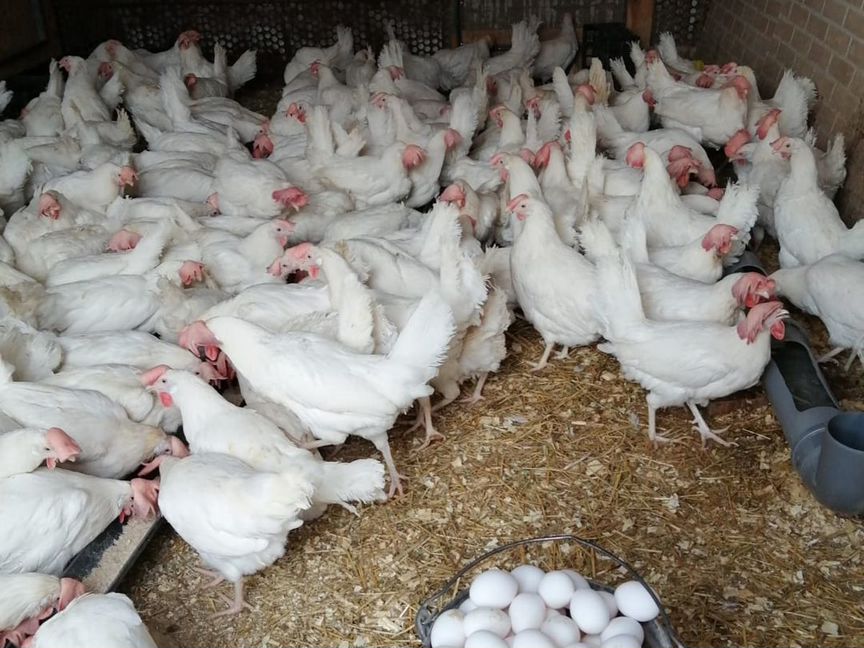 Куры несушки продам