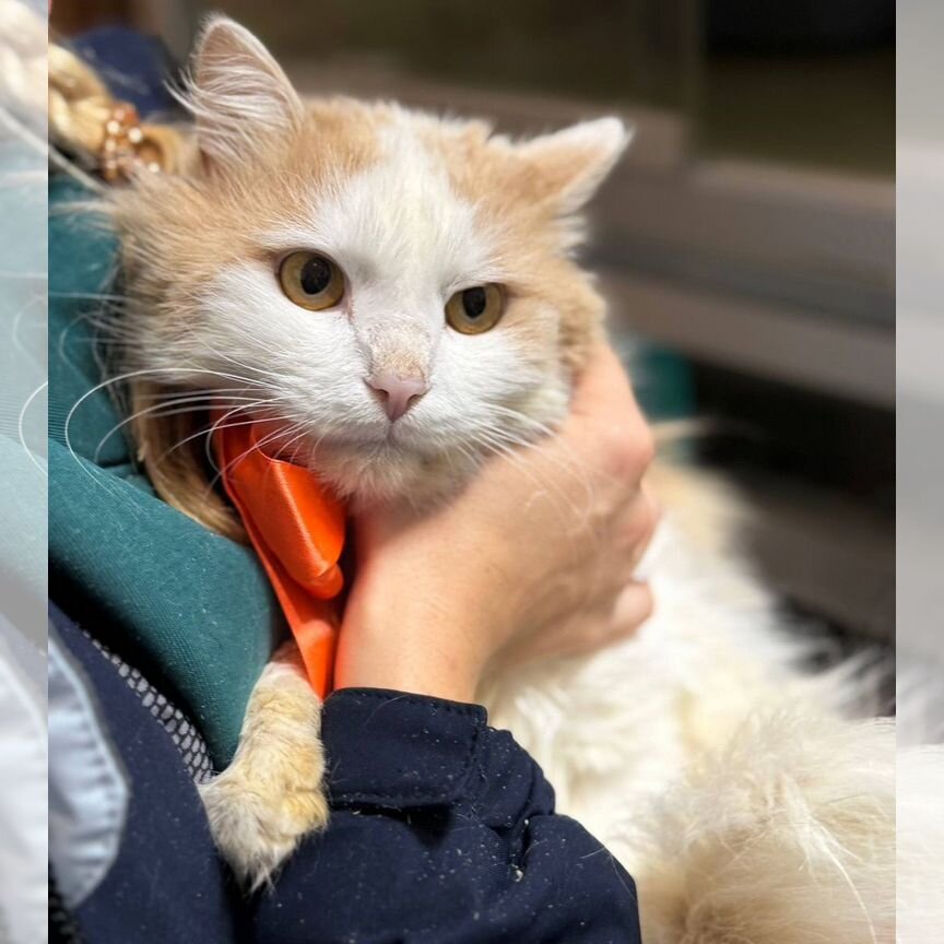 Взрослая кошка в добрые руки