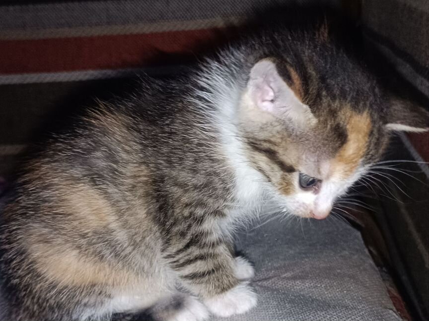 Кошка