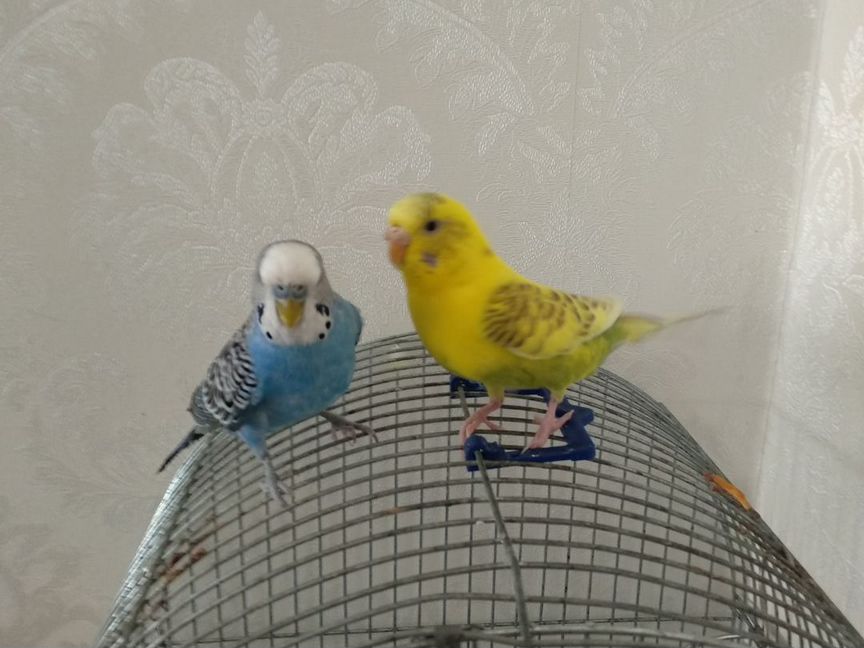 Волнистый попугай с клеткой