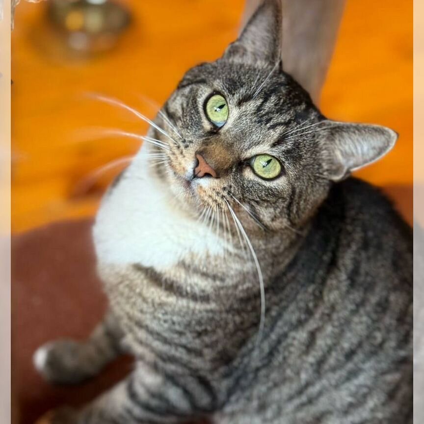 Взрослый кот в добрые руки