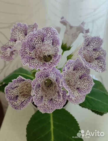 Глоксиния Импресс F1 синие чернила купить в Москве | Товары для дома и ...