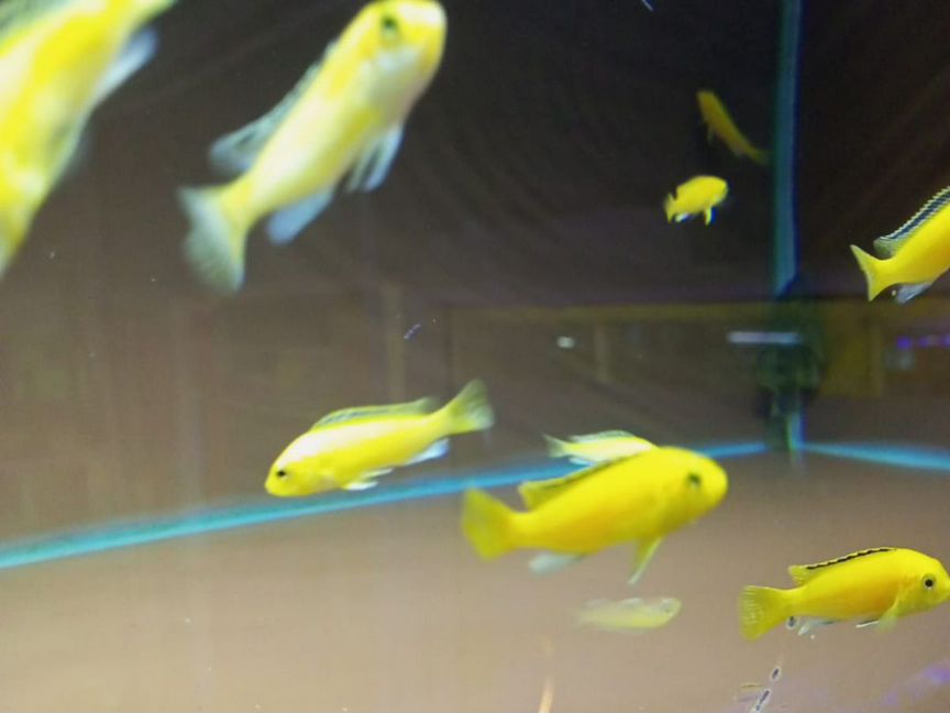 Малавийские цихлиды рыбки