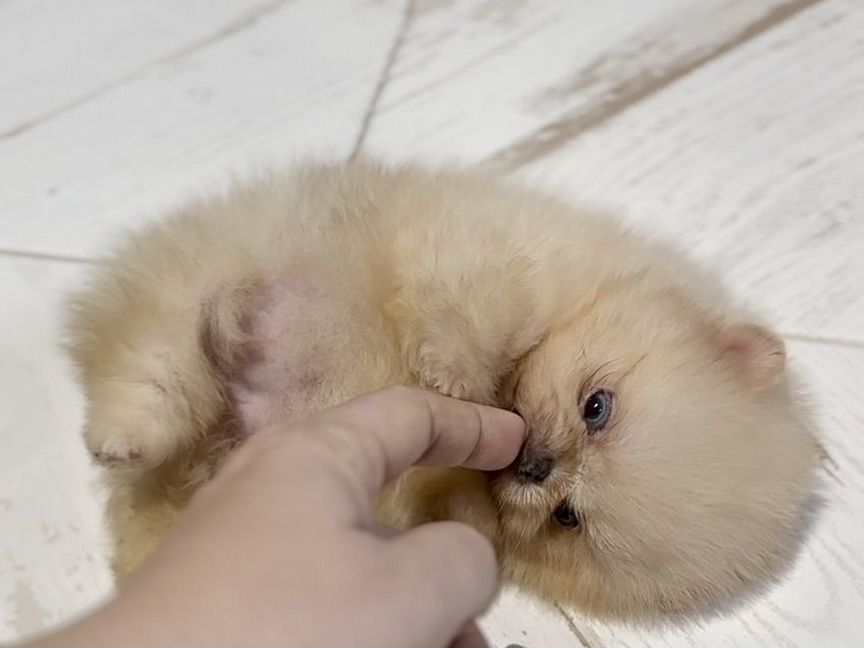 Микро арлекин померанский шпиц девочка