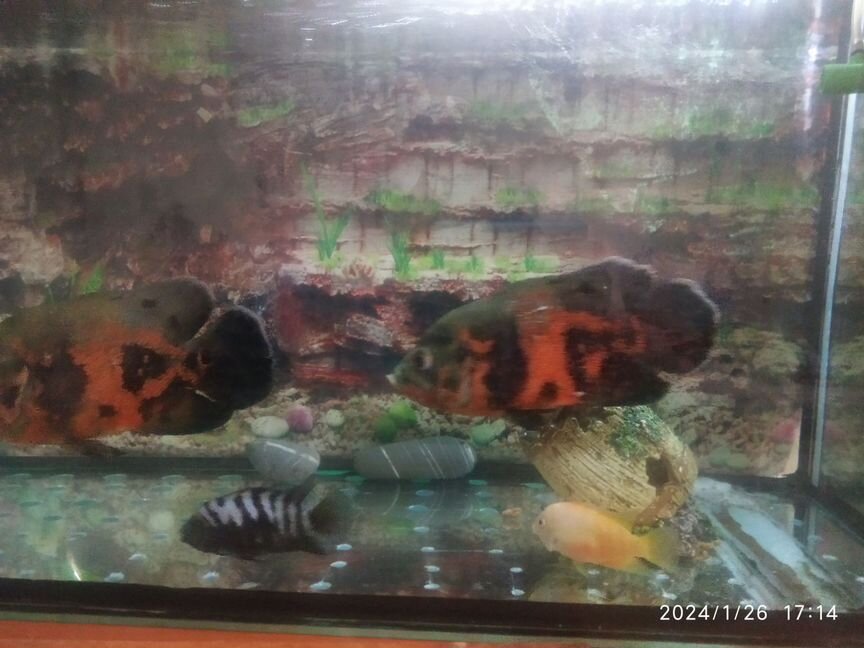 Астронотусы