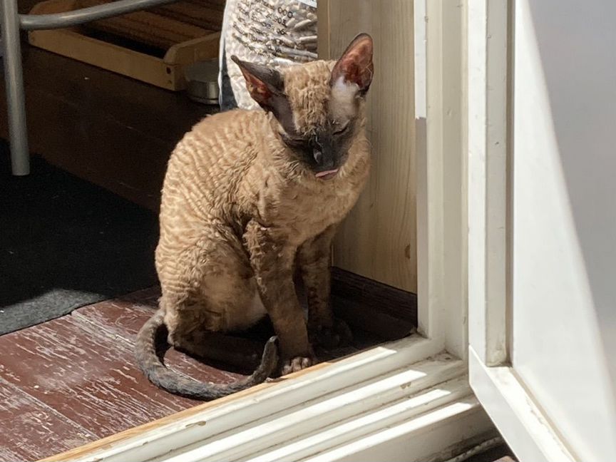 Кот корниш-рекс