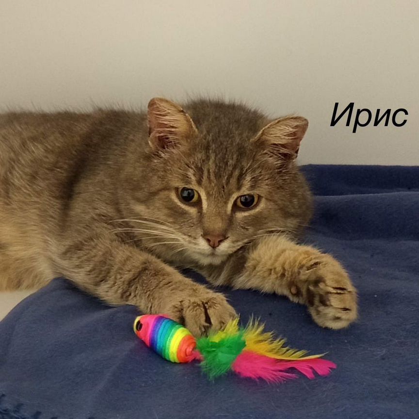 Котик в добрые руки