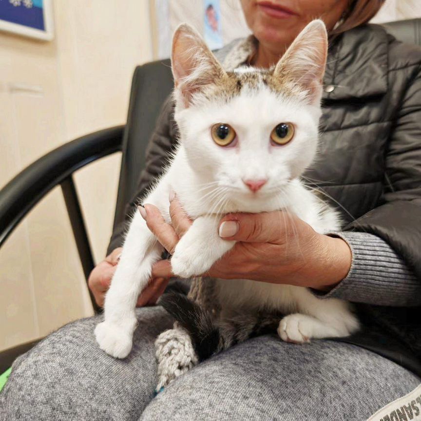 Кошечка в поисках дома