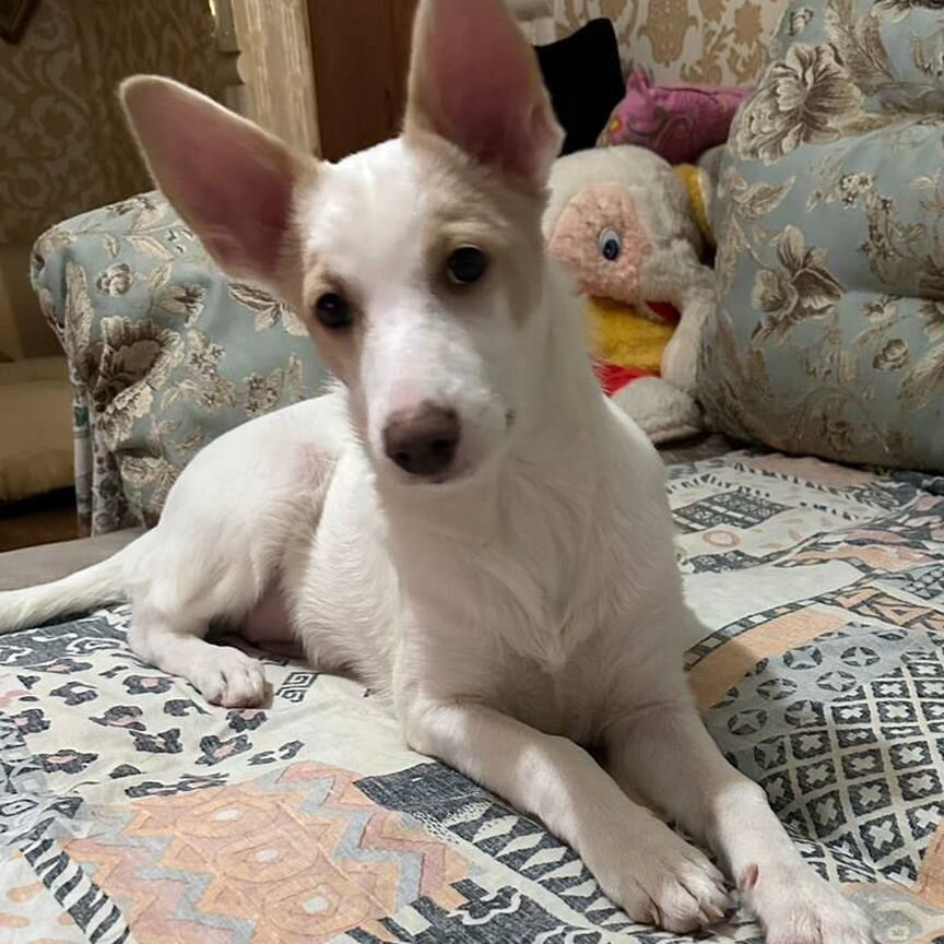 Щенок в добрые руки