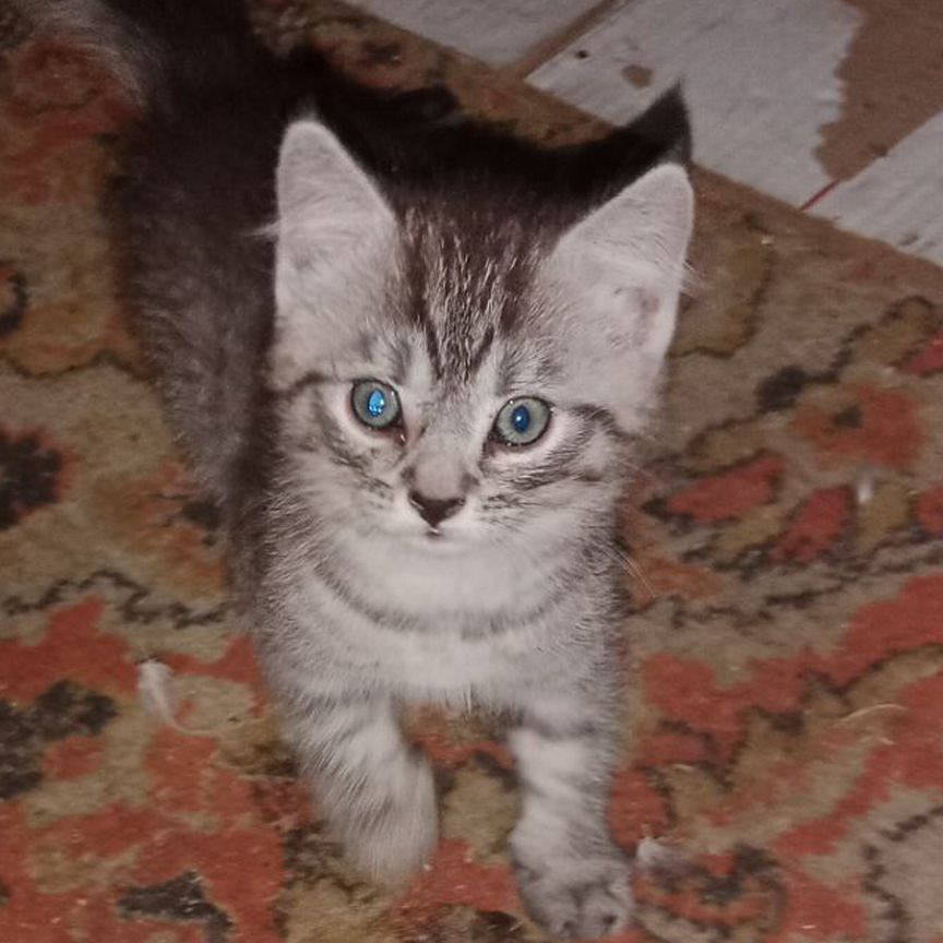 Котята в добрые руки бесплатно девочка