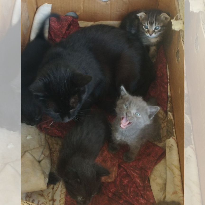 Котята в добрые руки 1 месяц