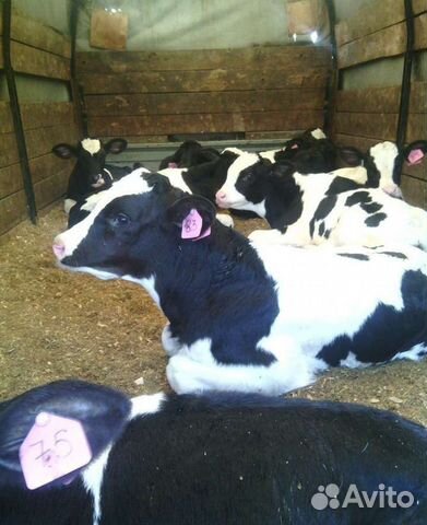 Телята бычки