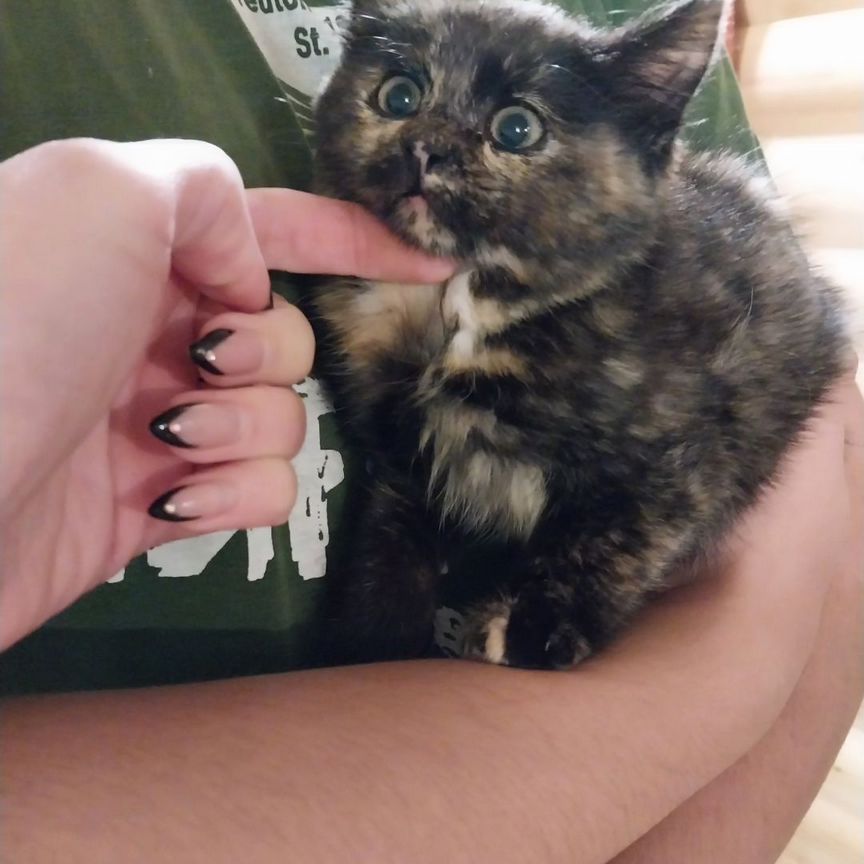 Котёнок девочка