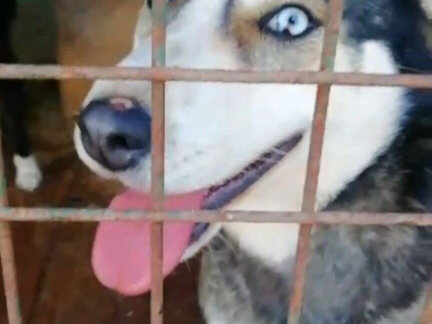 Хаски в отлове. В добрые руки