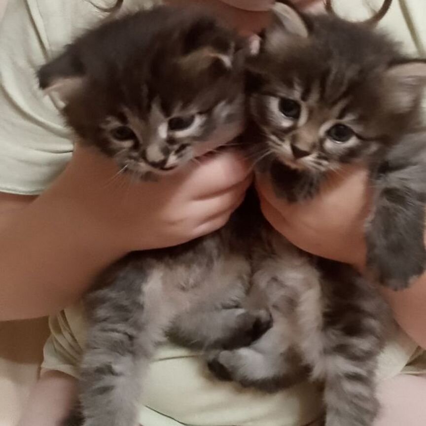 Сибирская+британец