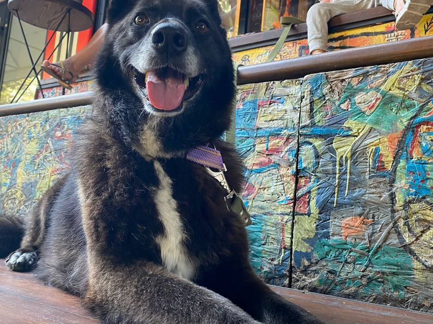 Песечка Алиса в дар