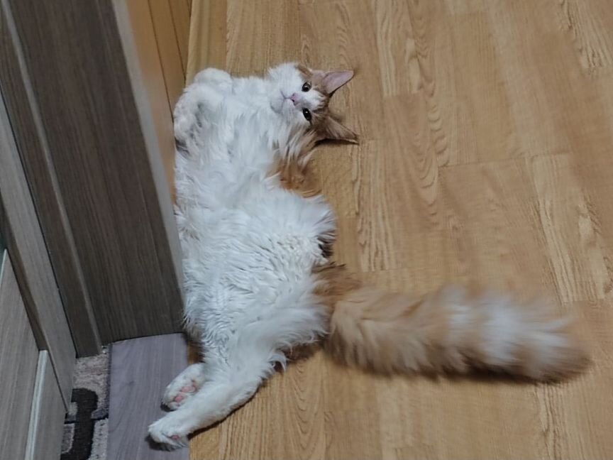 Мейн-кун девочка