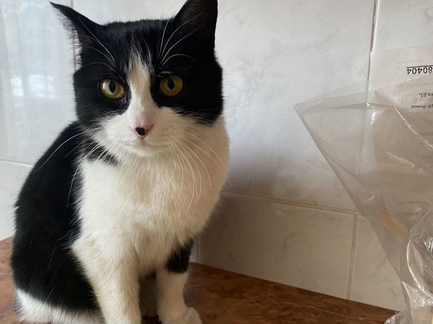 Кошка девочка