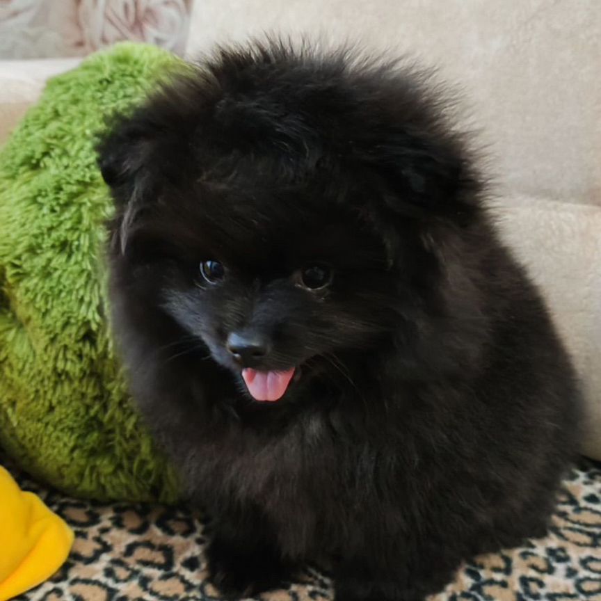 Померанский шпиц