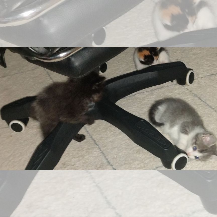 Отдам котенка в добрые руки
