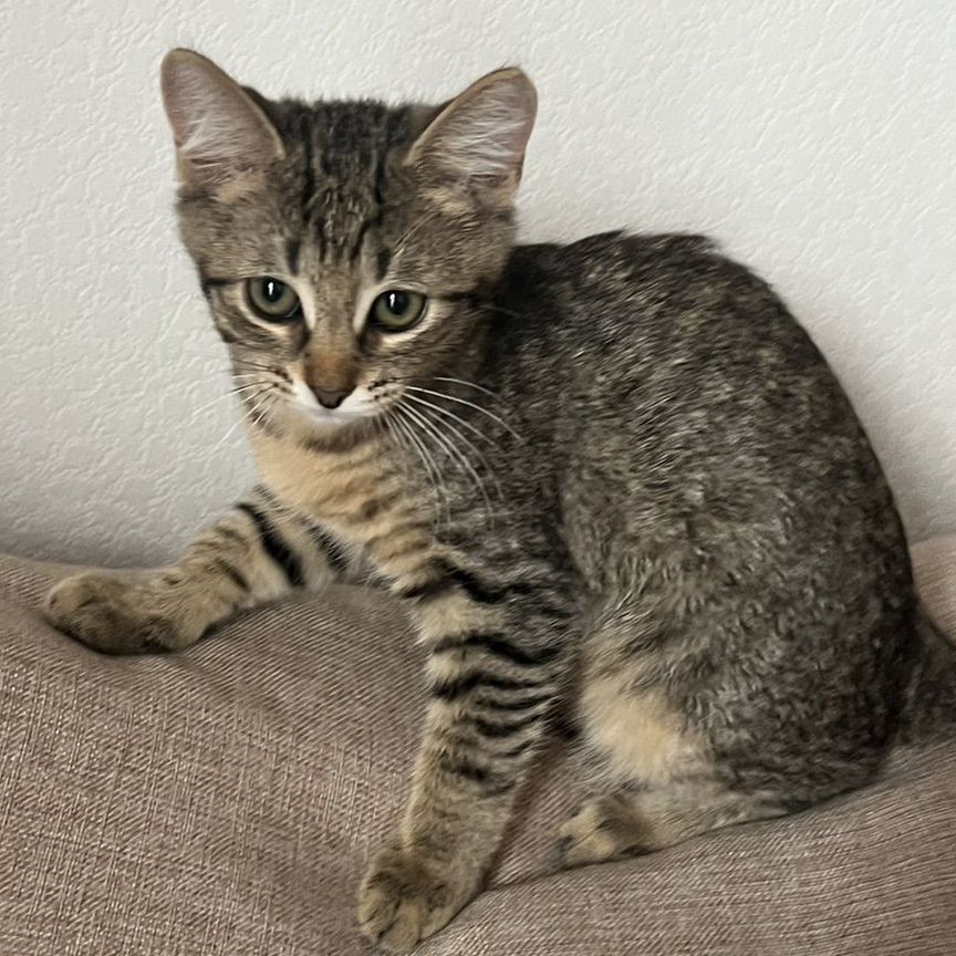 Котята в добрые руки, приучены к лотку