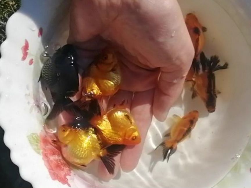 Золотая рыбка