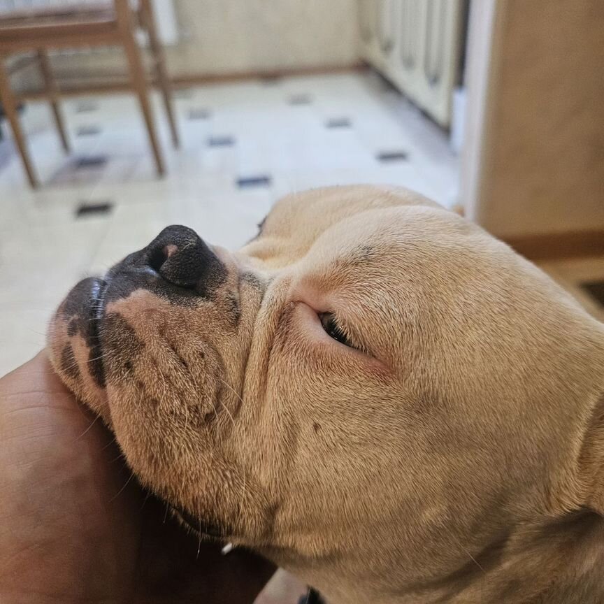 Щенки амбулли