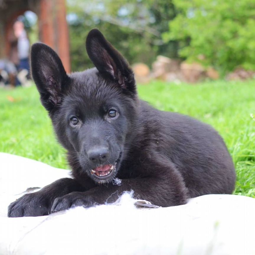 Щенки немецкой овчарки чёрного окраса