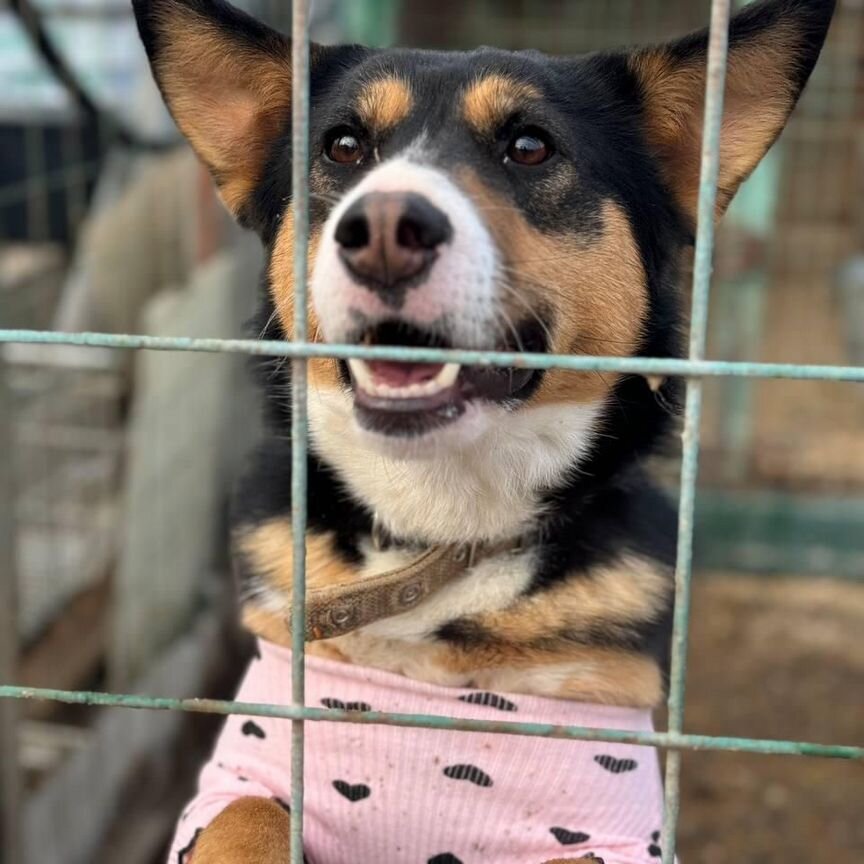 Фиалка, щенок из приюта в добрые руки