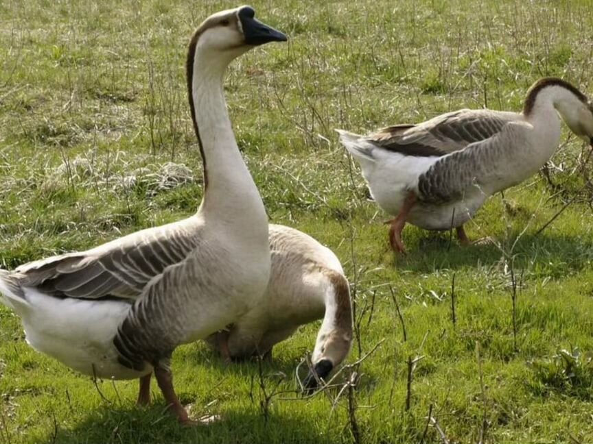 Продам семью кубанских гусей