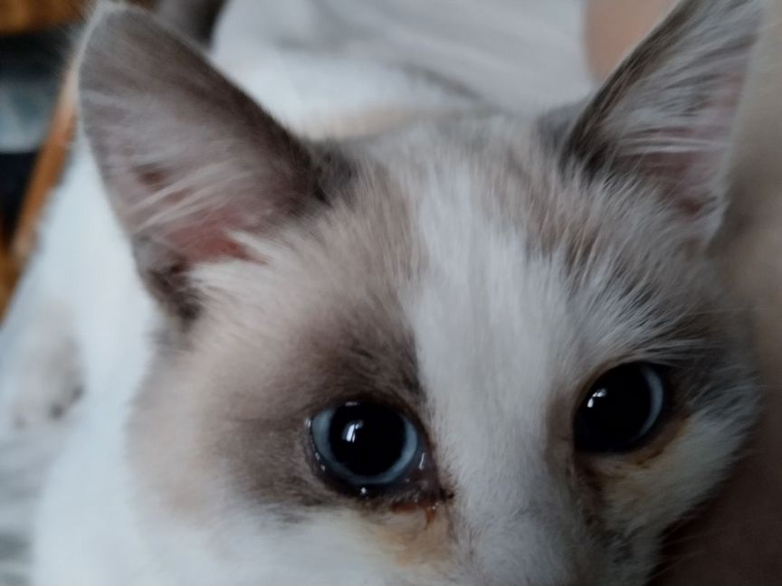 Котенок регдолл