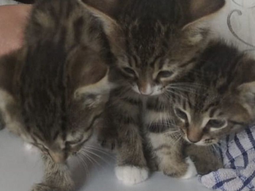 Котята бенгалы