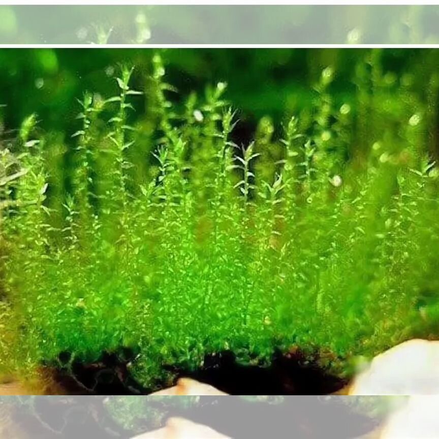 Мох аквариумный