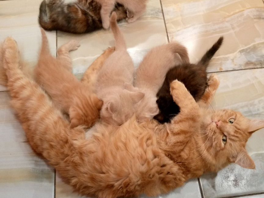 Котята мейн-кун помесь