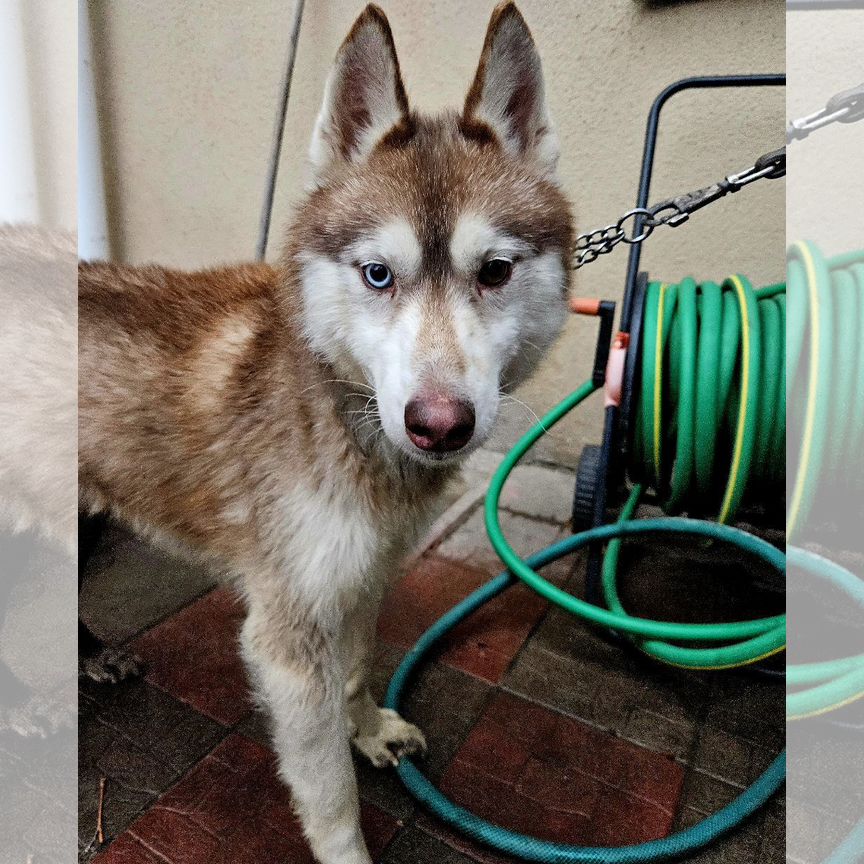 Сибирский хаски