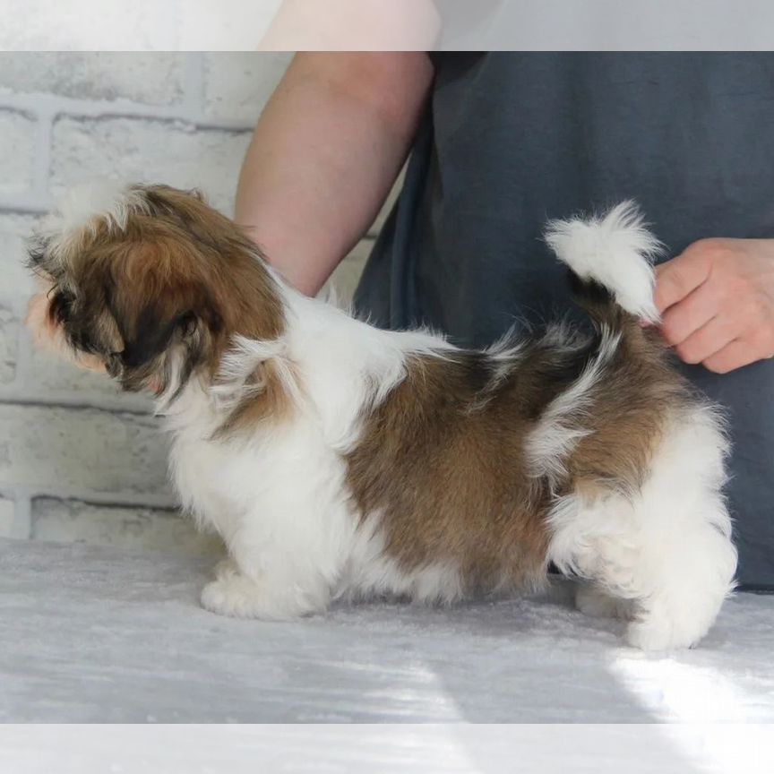 Ши-тцу, щенок