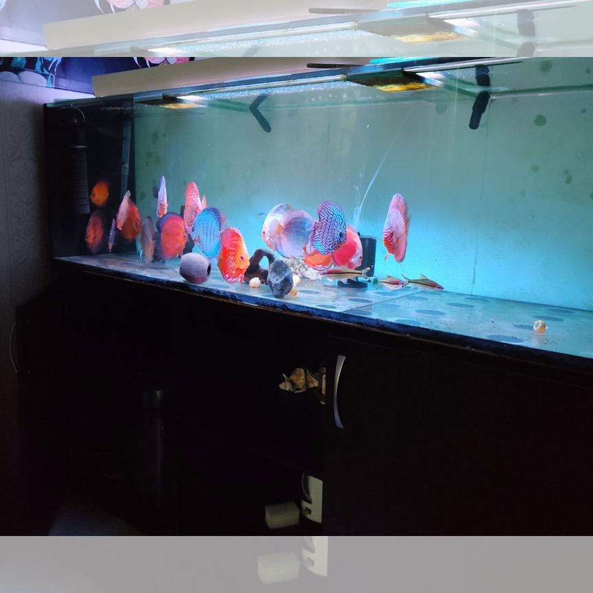 Продам аквариум с тумбой на 500 литров