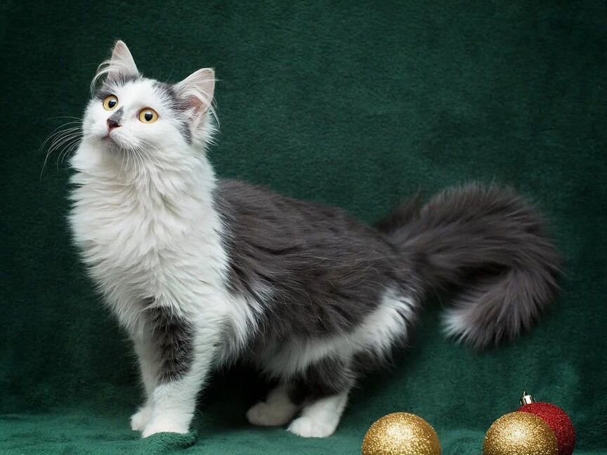 Котенка Серену вернут обратно в СНТ