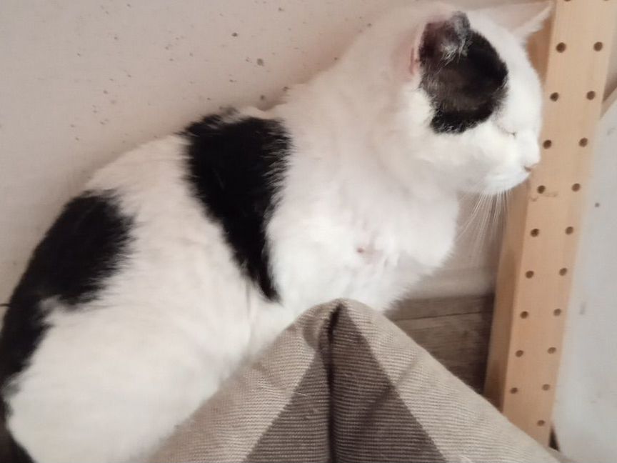 Котик Марсик