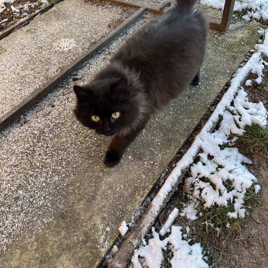 Котята в добрые руки бесплатно