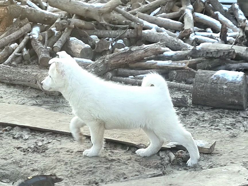 Западно сибирская лайка