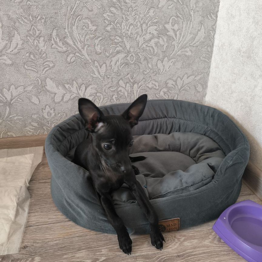 Той терьер мальчик