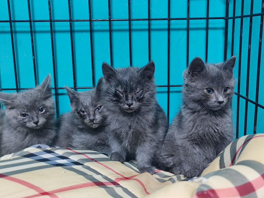 Котята в добрые руки