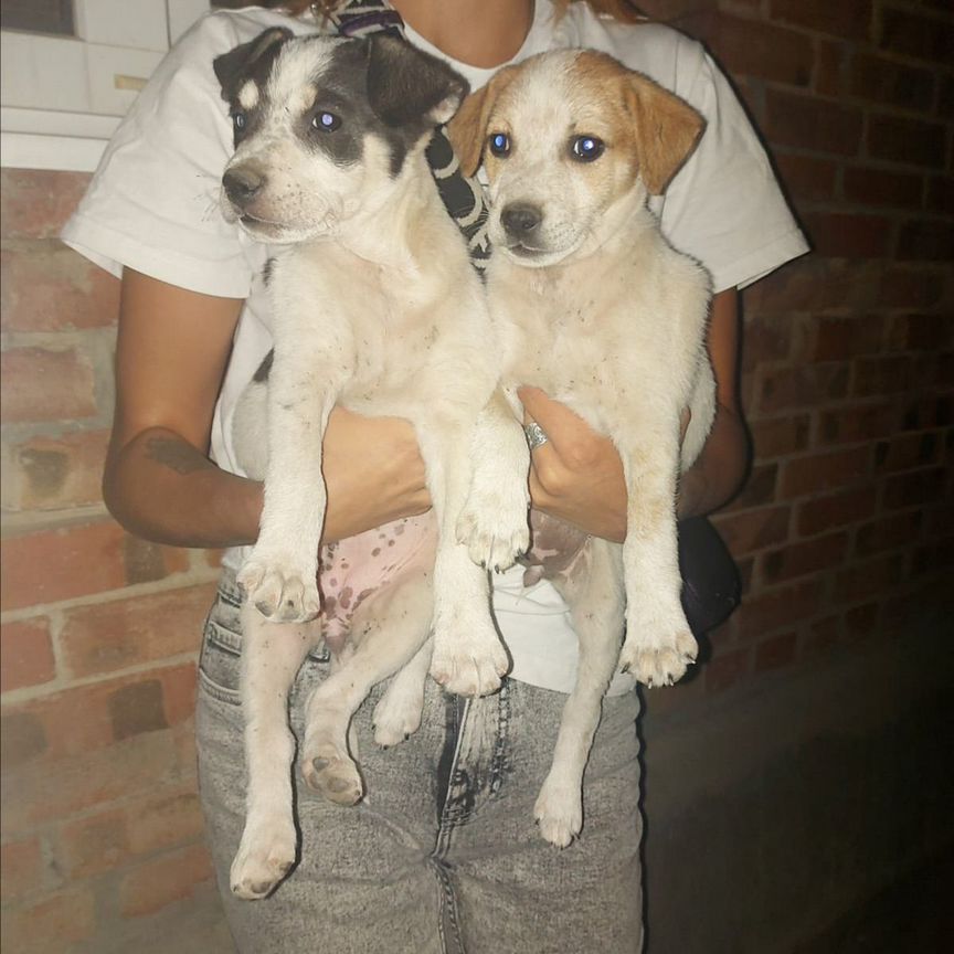 Щенки в добрые руки